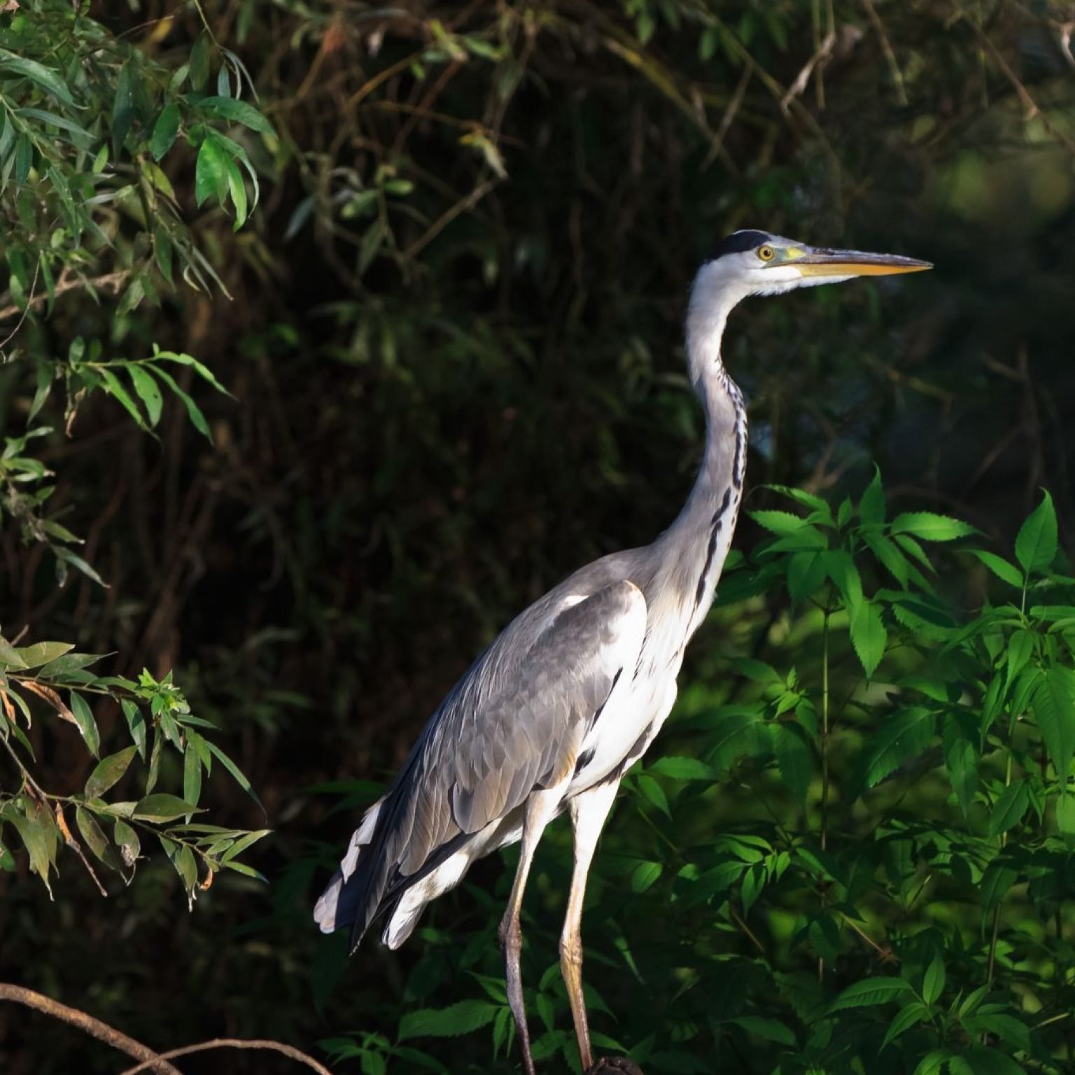 Excursii in Delta Dunarii - Turism Delta