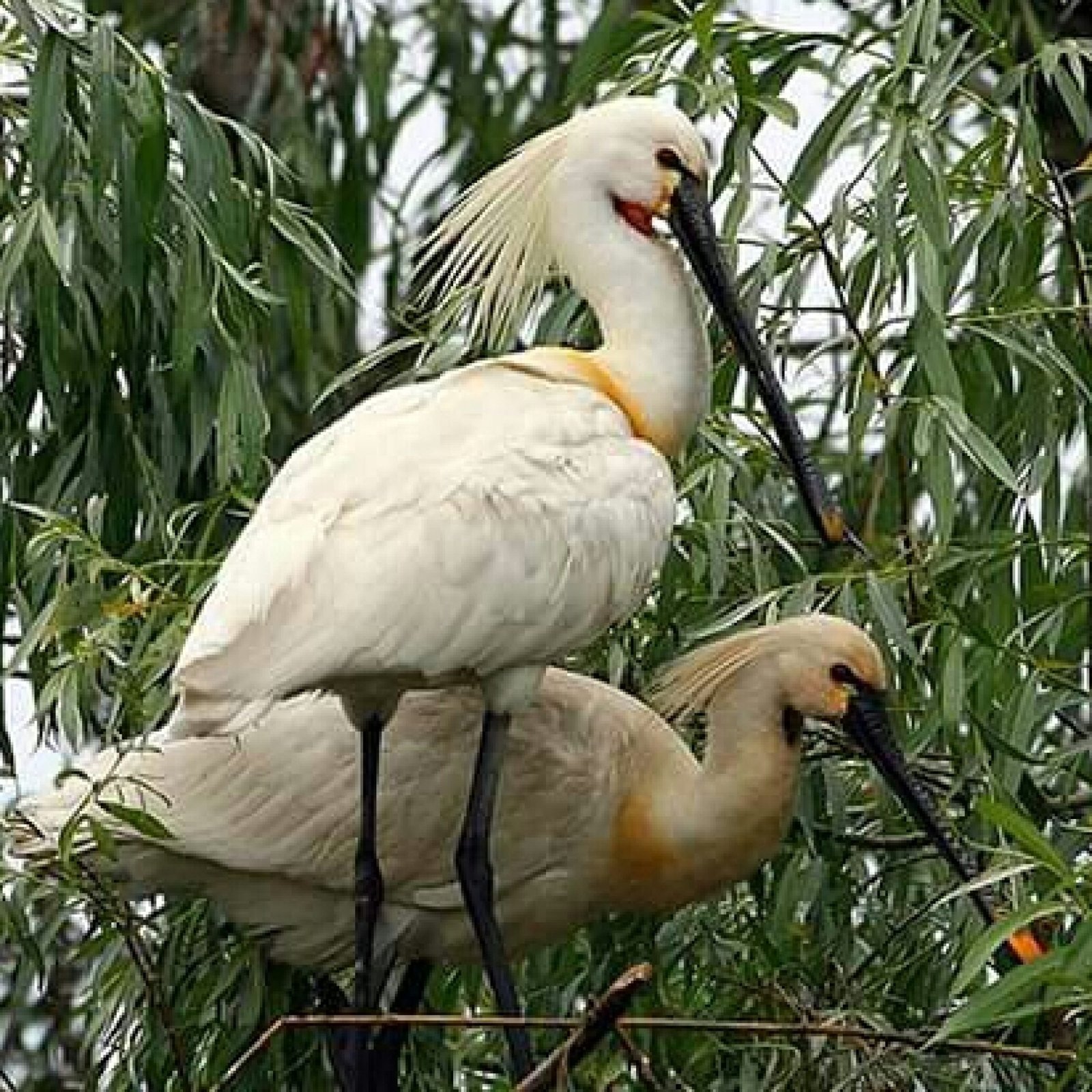 Excursii in Delta Dunarii - Turism Delta