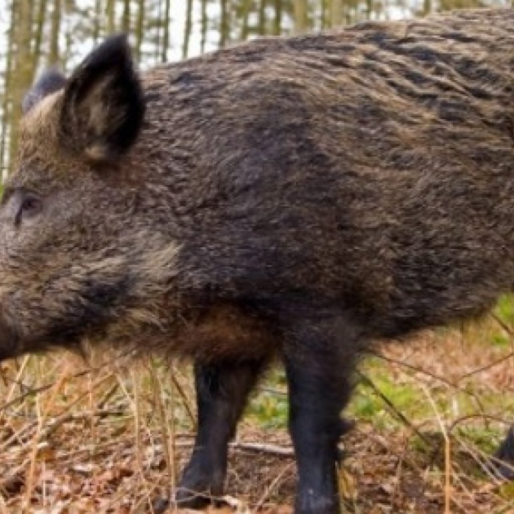 Ecosisteme Delta Dunarii